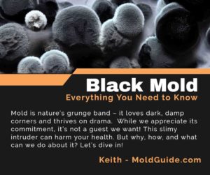 Black Mold - It's Risks And How To Identify, Treat & Remove it